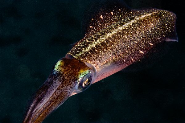 Caribbean reef squid - Alchetron, The Free Social Encyclopedia